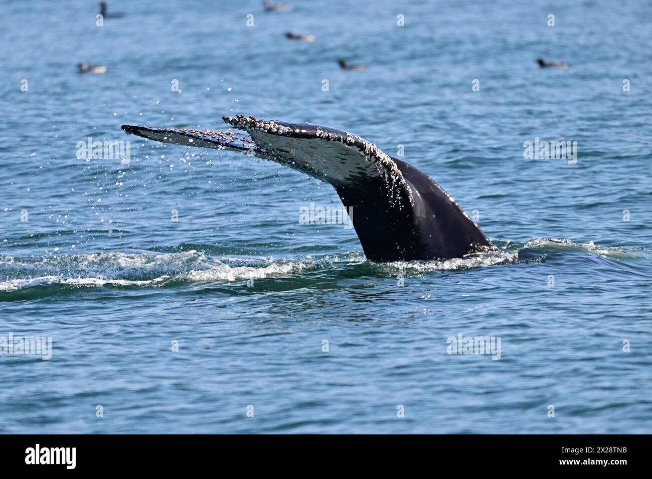 Humpback Whale Flapping Tail Stock Photo - Alamy