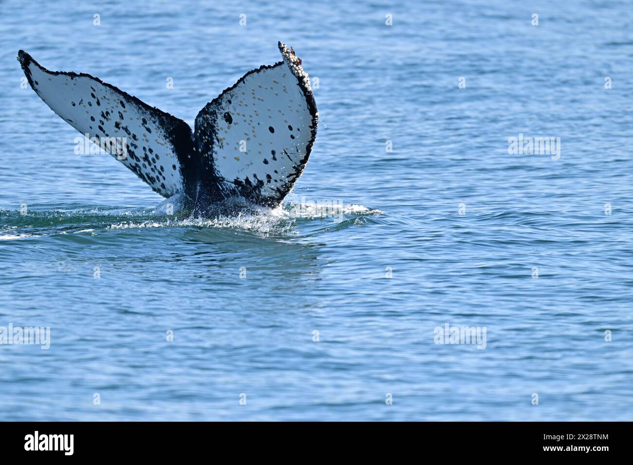 Humpback Whale Flapping Tail Stock Photo - Alamy