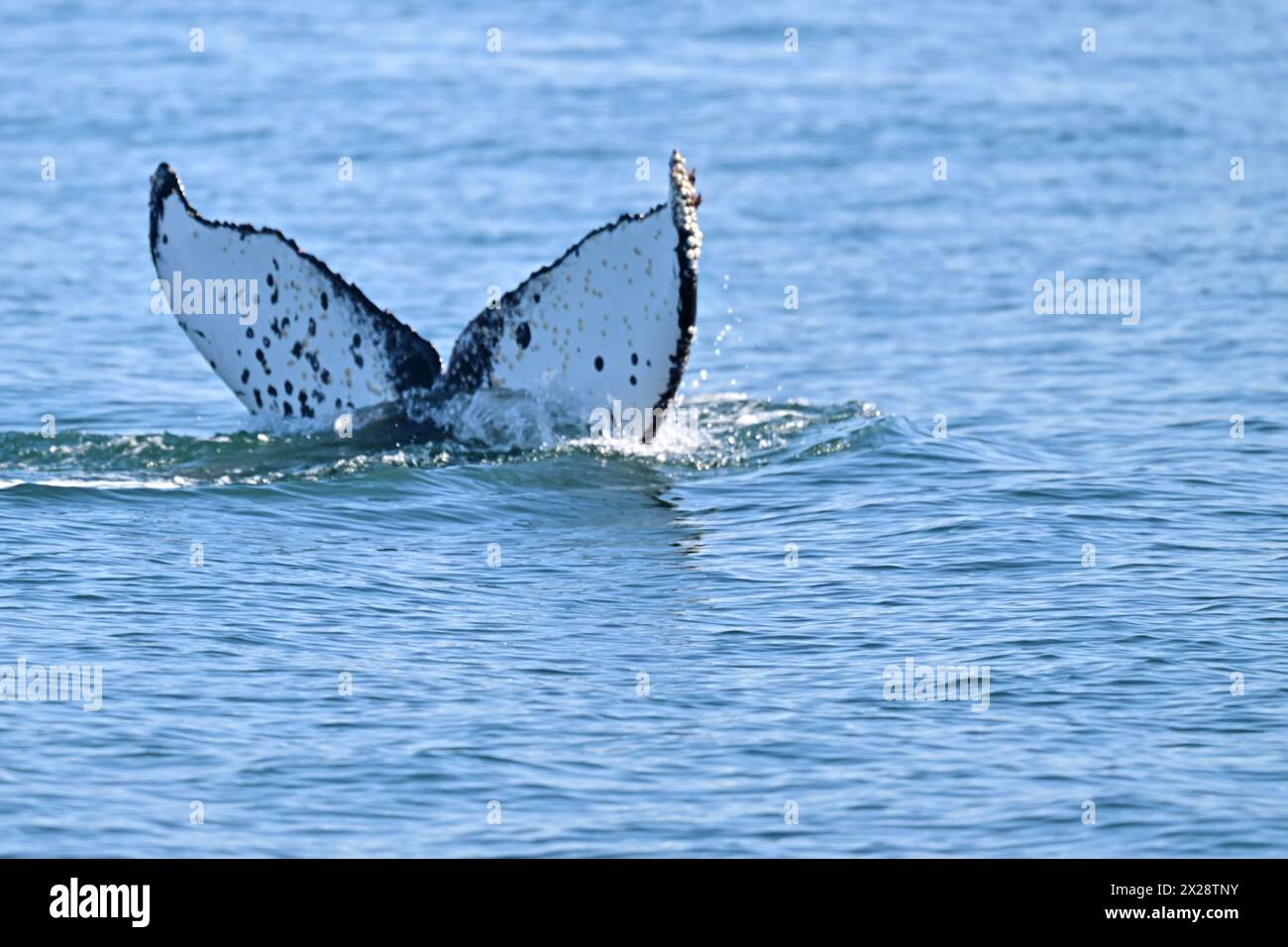 Humpback Whale Flapping Tail Stock Photo - Alamy