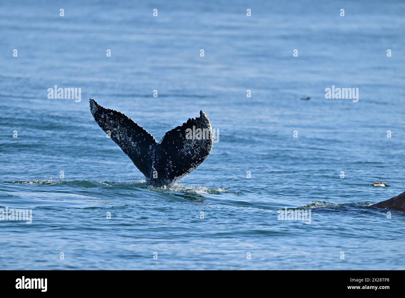 Humpback Whale Flapping Tail Stock Photo - Alamy
