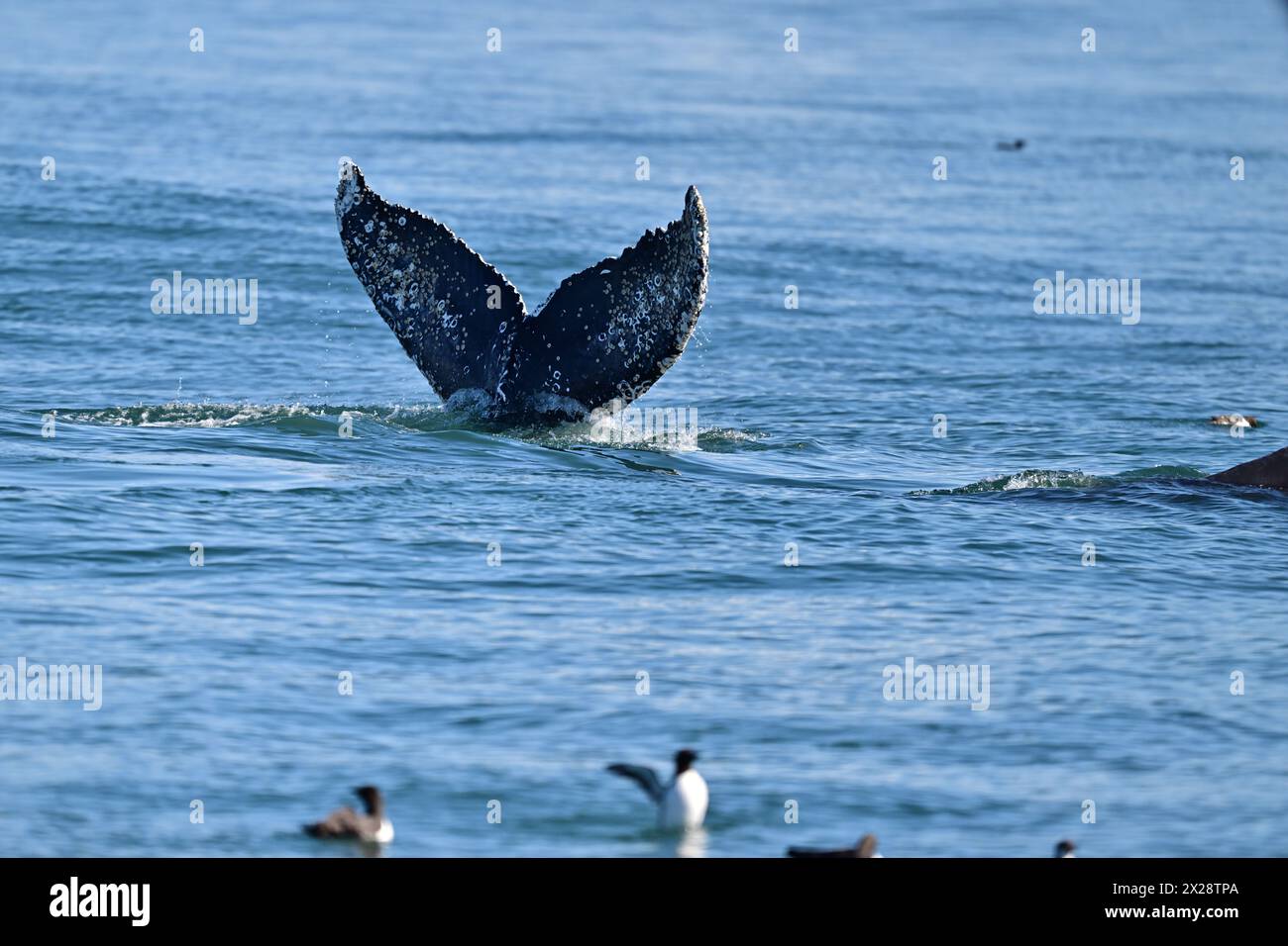 Humpback Whale Flapping Tail Stock Photo - Alamy
