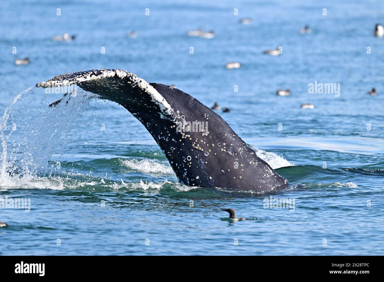Humpback Whale Flapping Tail Stock Photo - Alamy