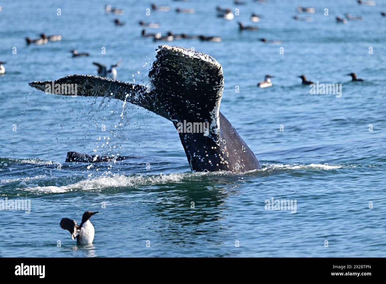 Humpback Whale Flapping Tail Stock Photo - Alamy