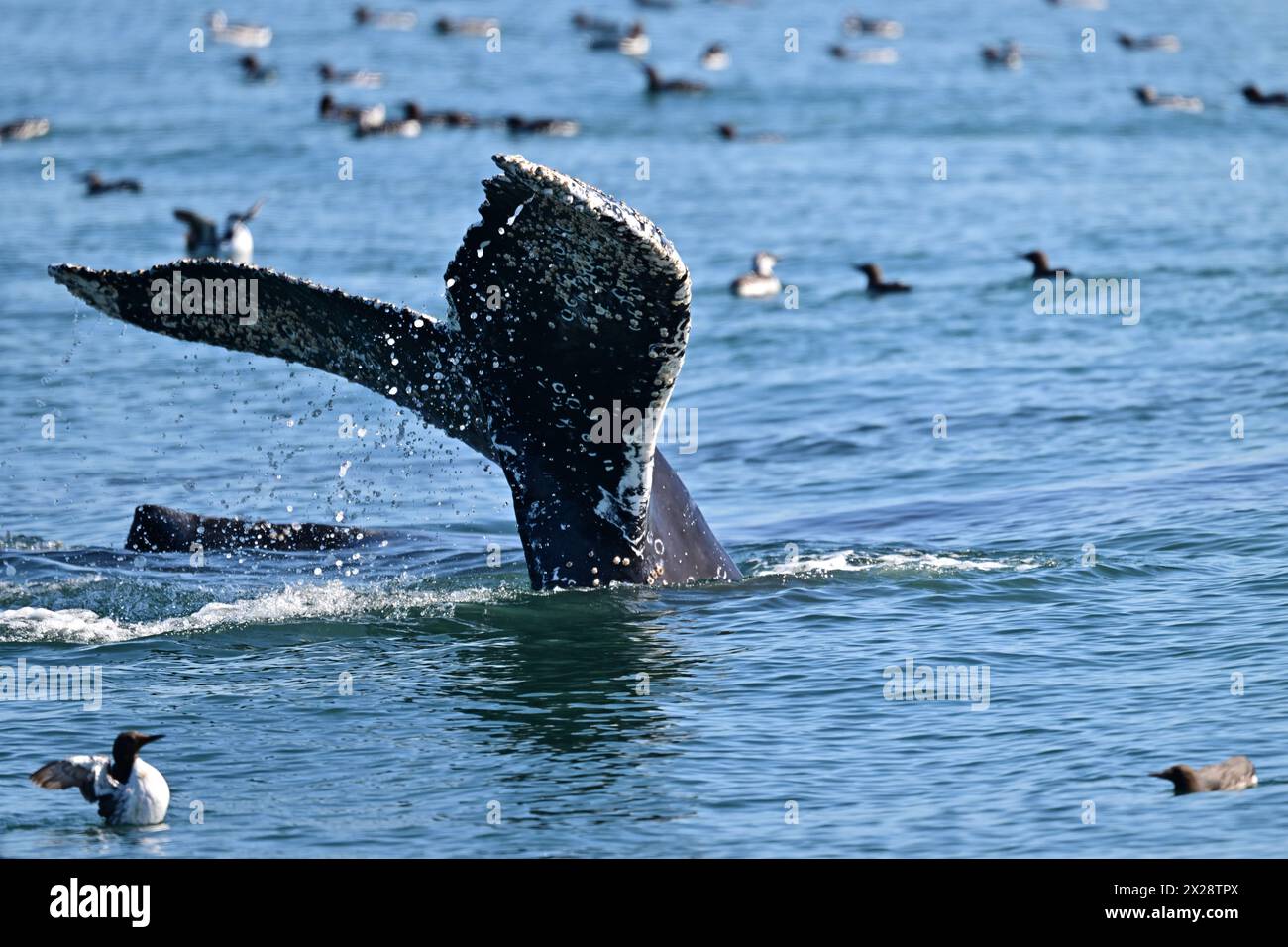 Humpback Whale Flapping Tail Stock Photo - Alamy
