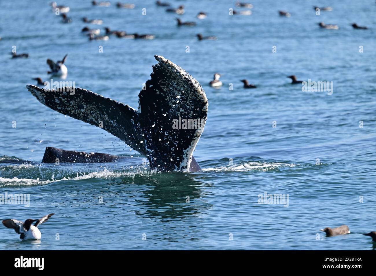 Humpback Whale Flapping Tail Stock Photo - Alamy