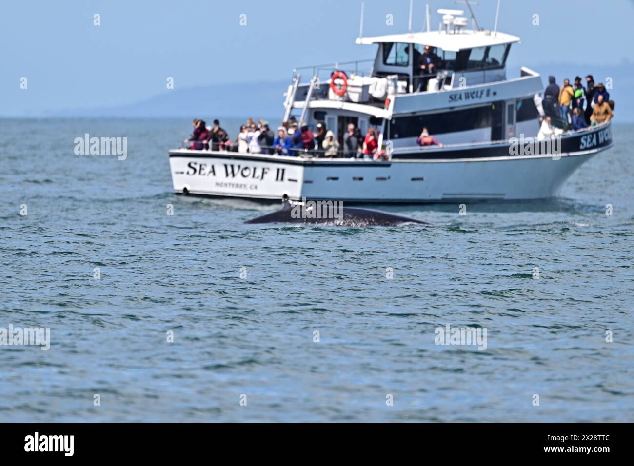 Whale and whale-watching boat Stock Photo - Alamy