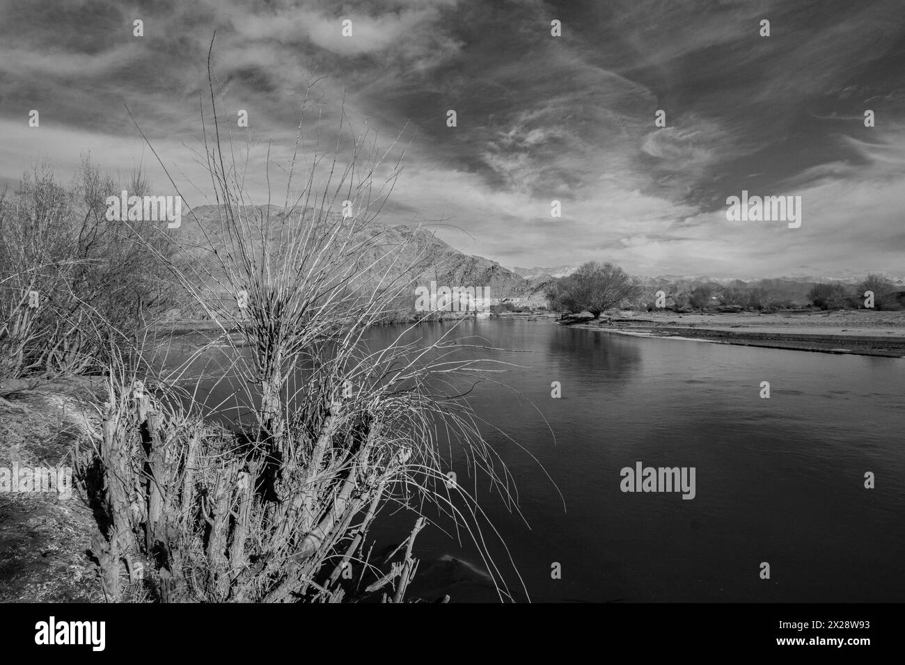 A beautiful landscape in monochrome of dry bushes and trees in the ...