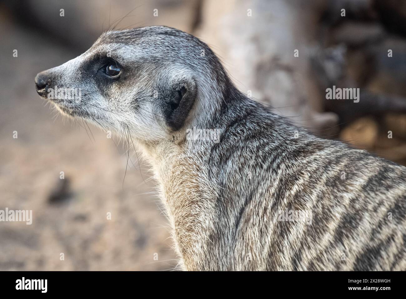 Slender-tailed meerkat (Suricata suricatta) in the African Savanna ...