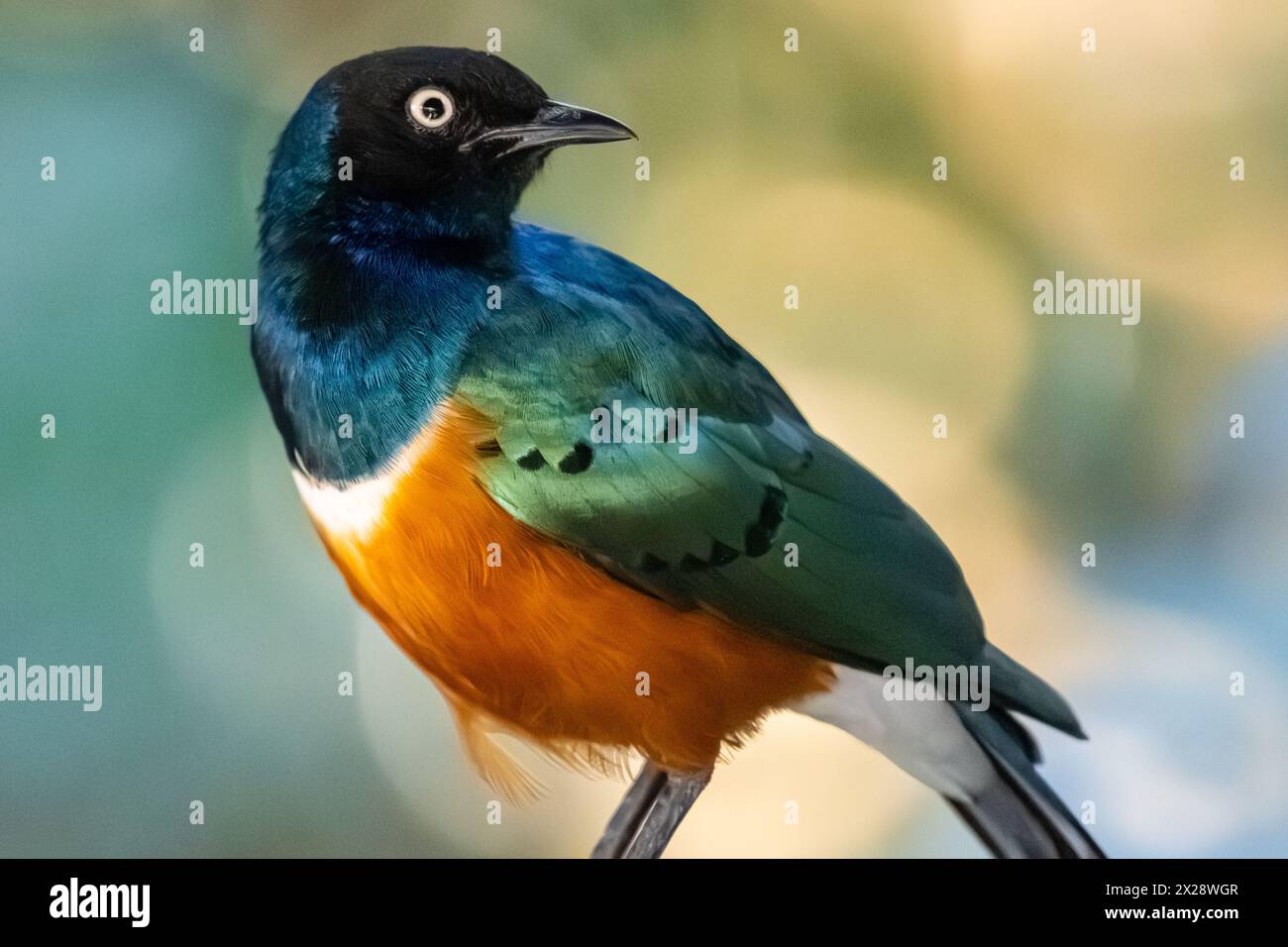 Colorful Superb Starling (Lamprotornis superbus) at Zoo Atlanta's ...