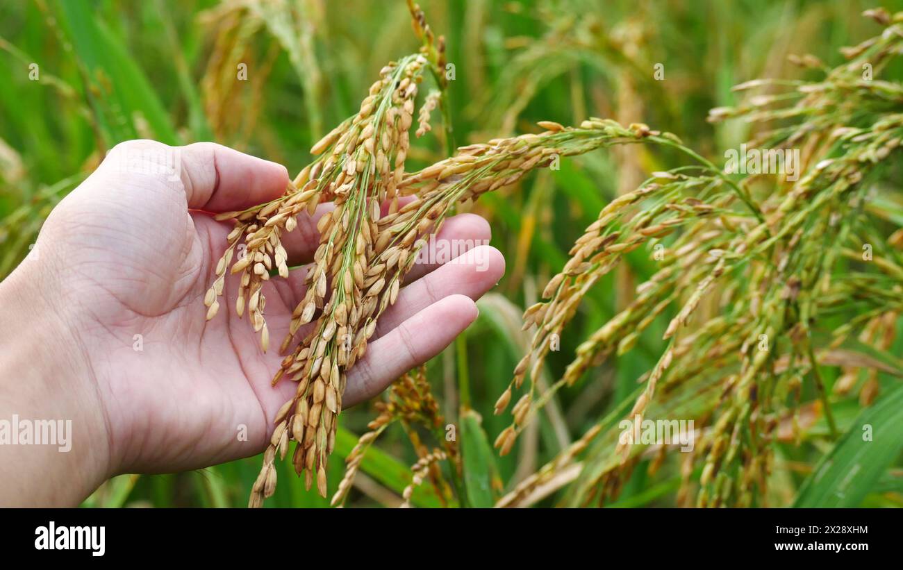 Farmer's hands holding and examining rice on his plantation land Stock ...
