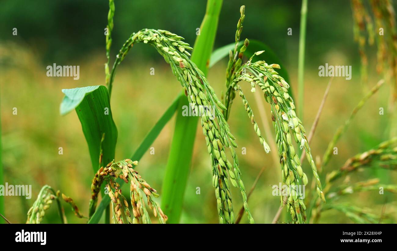Rice plant is ripe yellow and green leaves on nature background ...