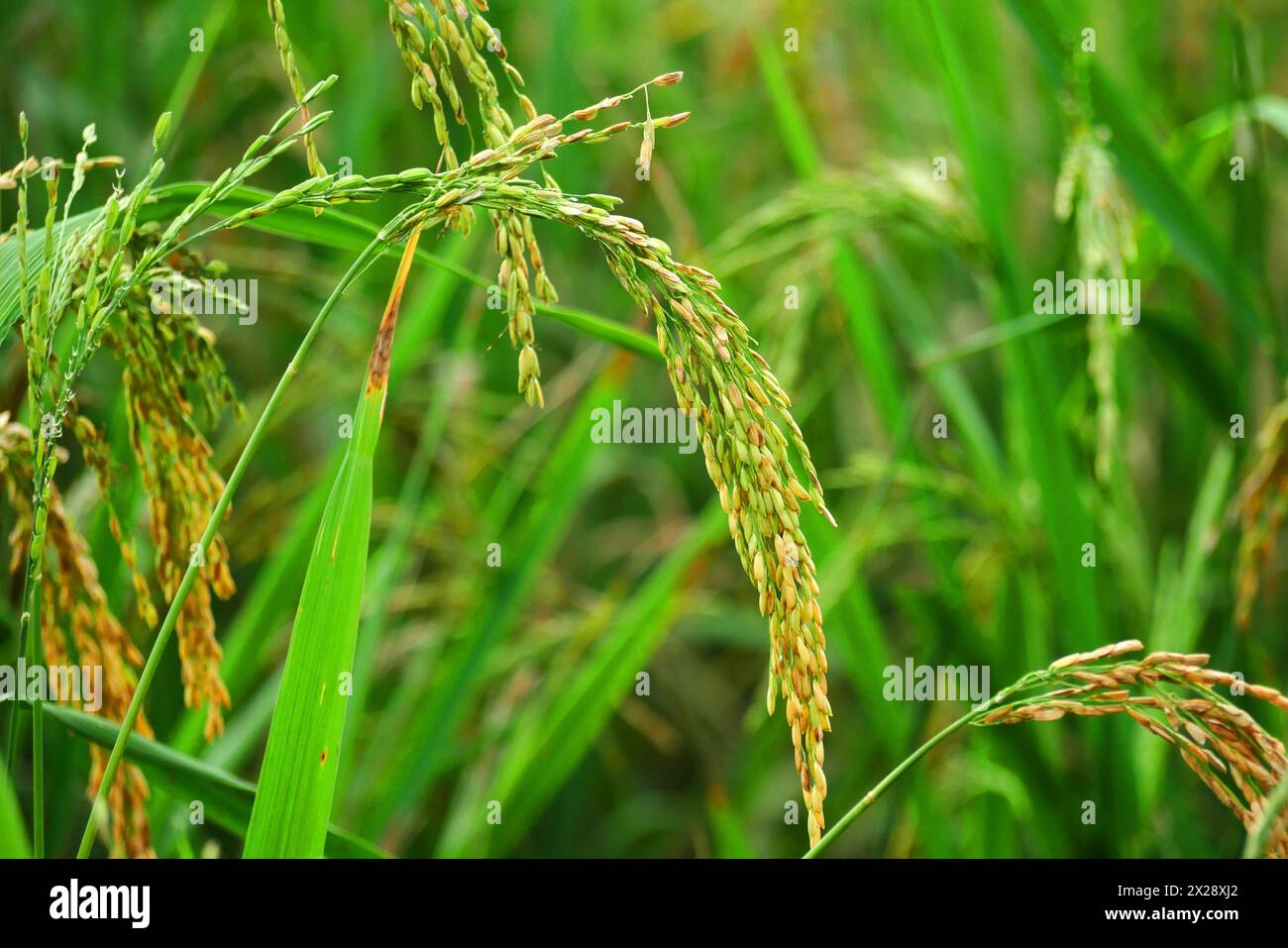 Rice plant is ripe yellow and green leaves on nature background ...