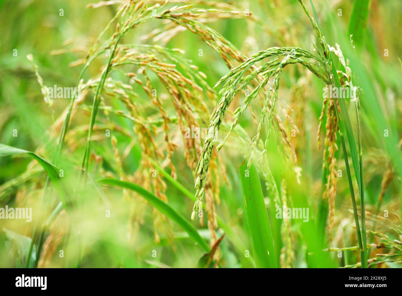 Rice plant is ripe yellow and green leaves on nature background ...