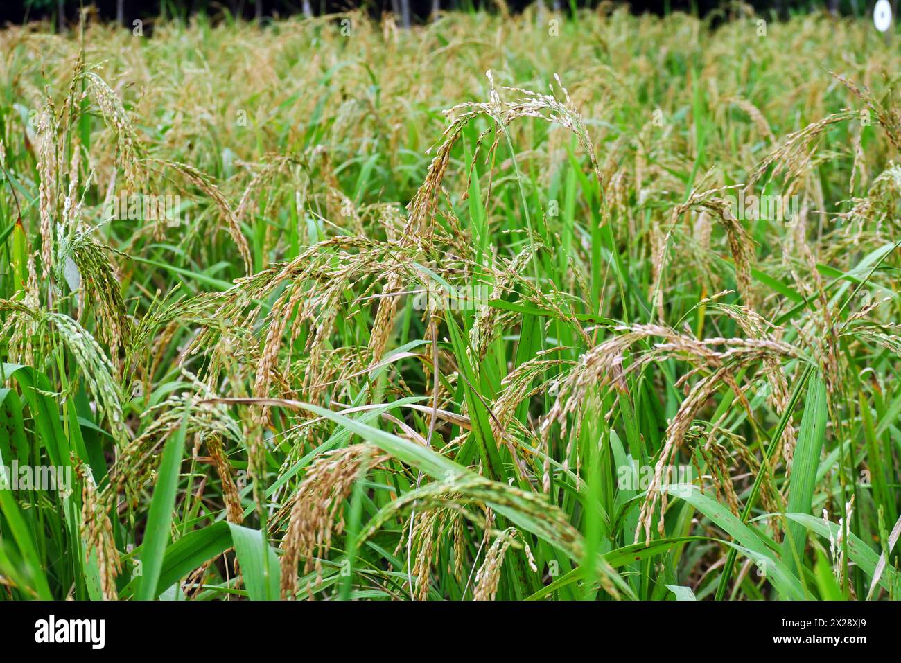 Rice plant is ripe yellow and green leaves on nature background ...