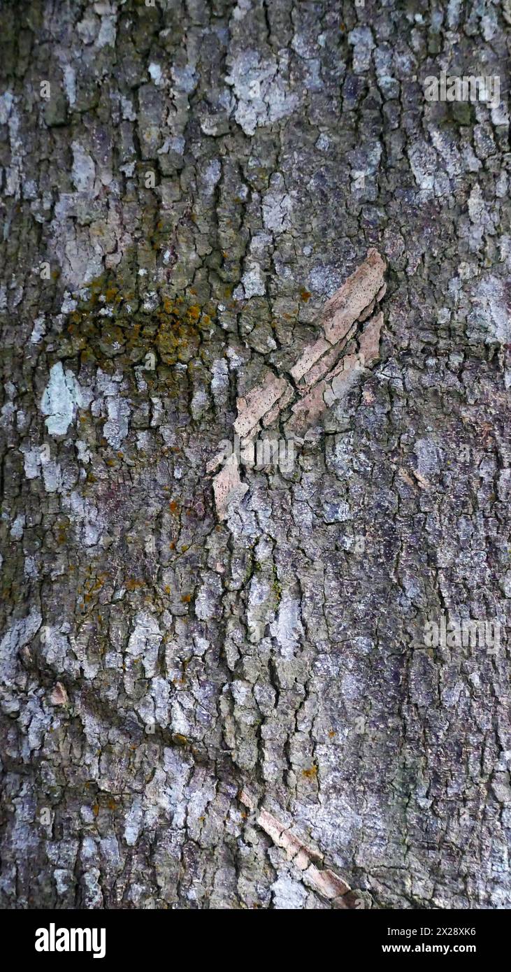 Vertical tree bark background. Tree skin Stock Photo - Alamy