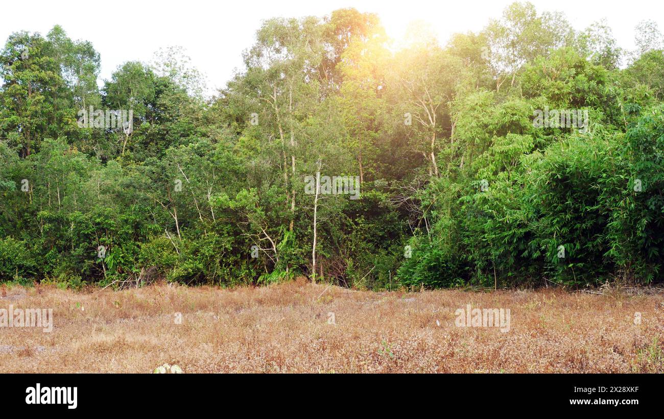 Contrasting view between green and dead forest. Natural autumn view of ...