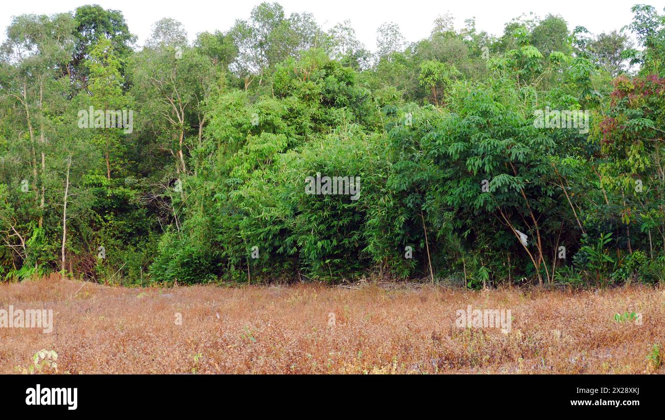 Contrasting view between green and dead forest. Natural autumn view of ...