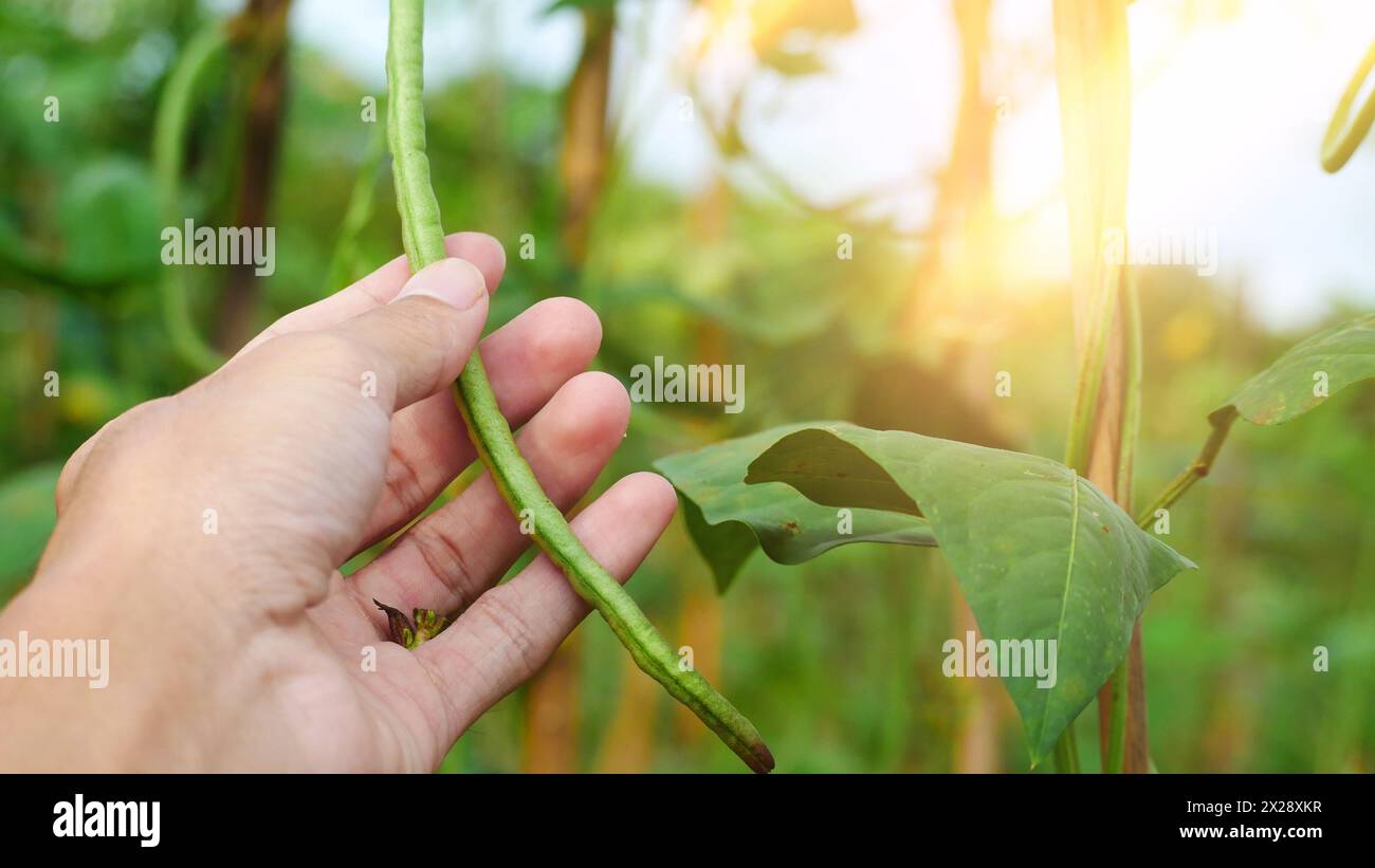 Farmer man checking long bean plants in his garden Stock Photo - Alamy