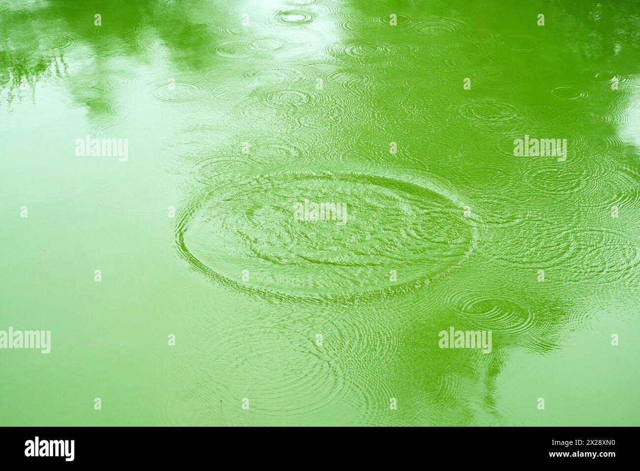 Water drops and ripples fall on the surface of the water in a pond ...