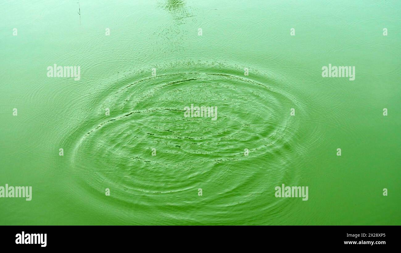 Water drops and ripples fall on the surface of the water in a pond ...