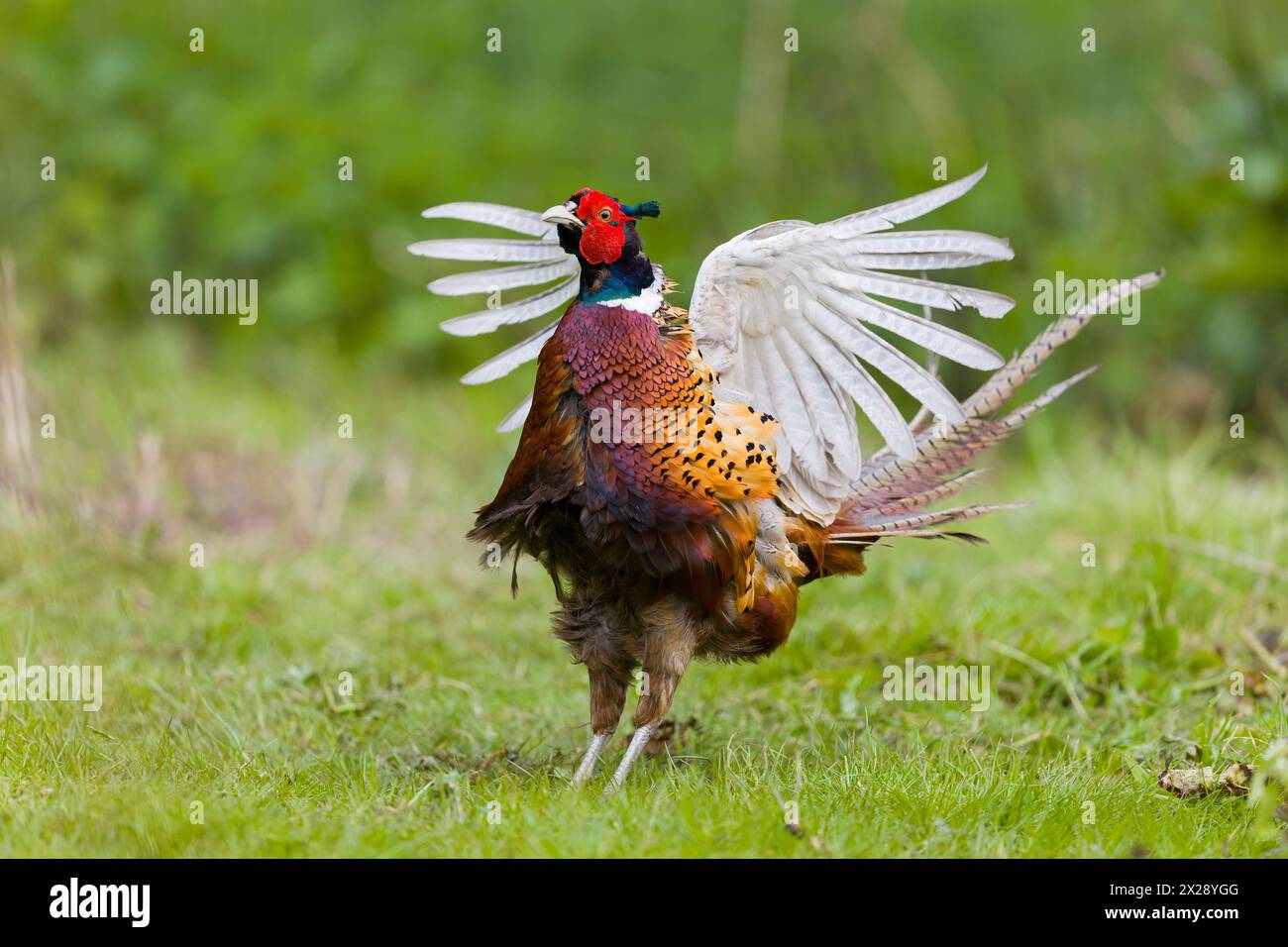 Common pheasant Phasianus colchicus, adult male flapping wings in ...