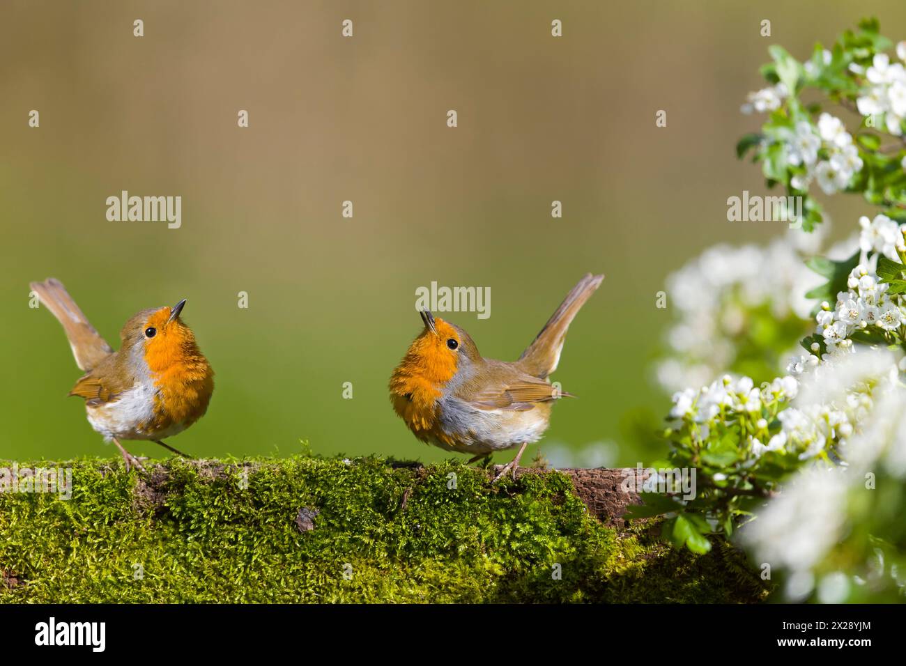 European robin Erithacus rubecula, 2 adults standing on moss covered ...