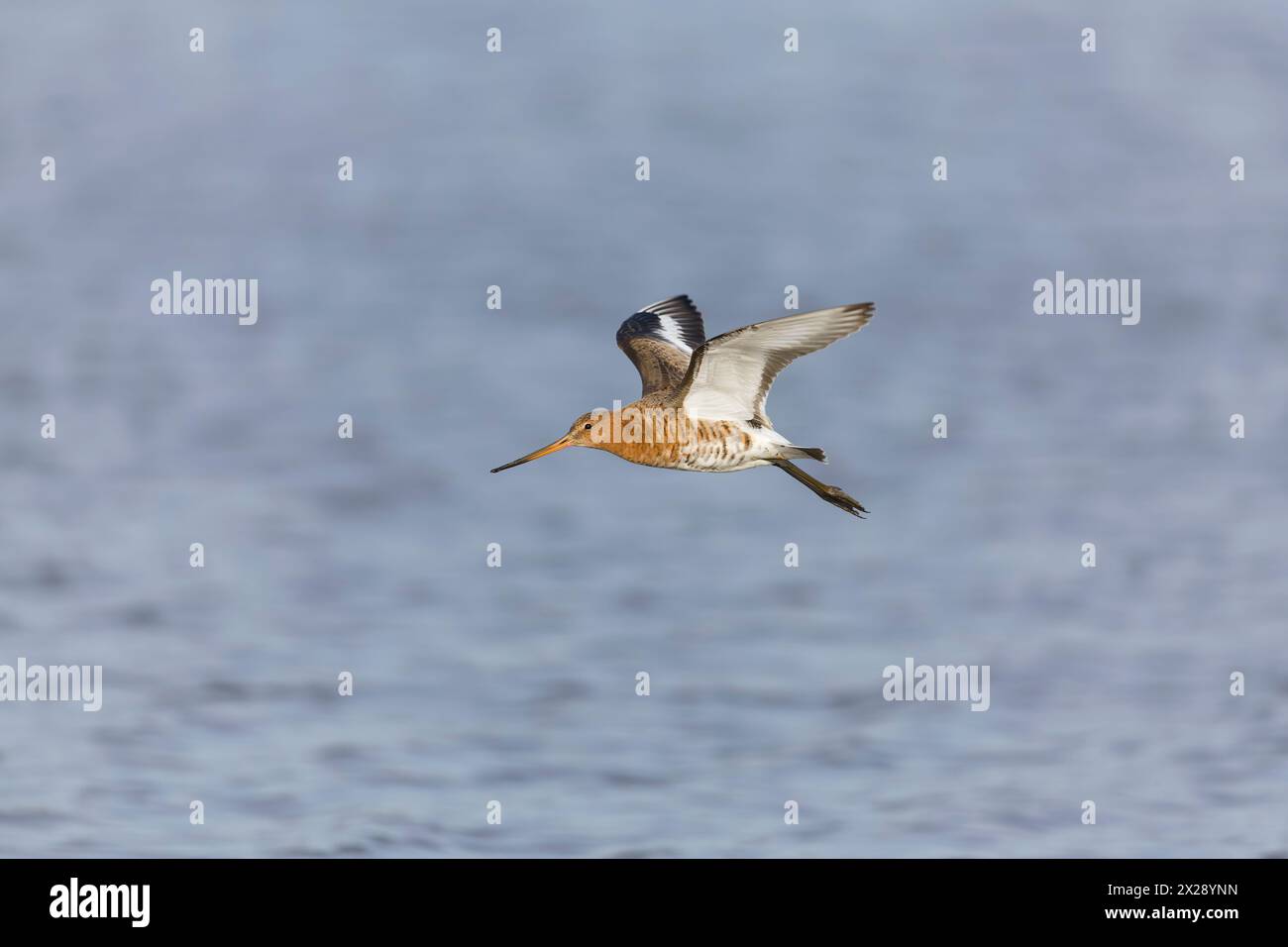 Black-tailed godwit Limosa limosa, summer plumage adult flying, RSPB ...