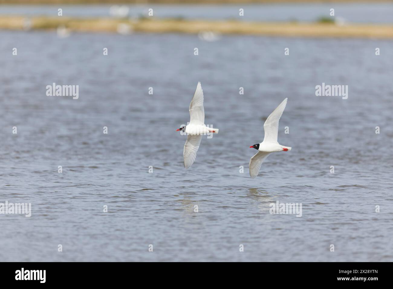 Mediterranean gull Larus melanocephalus, 2 breeding plumage adults ...