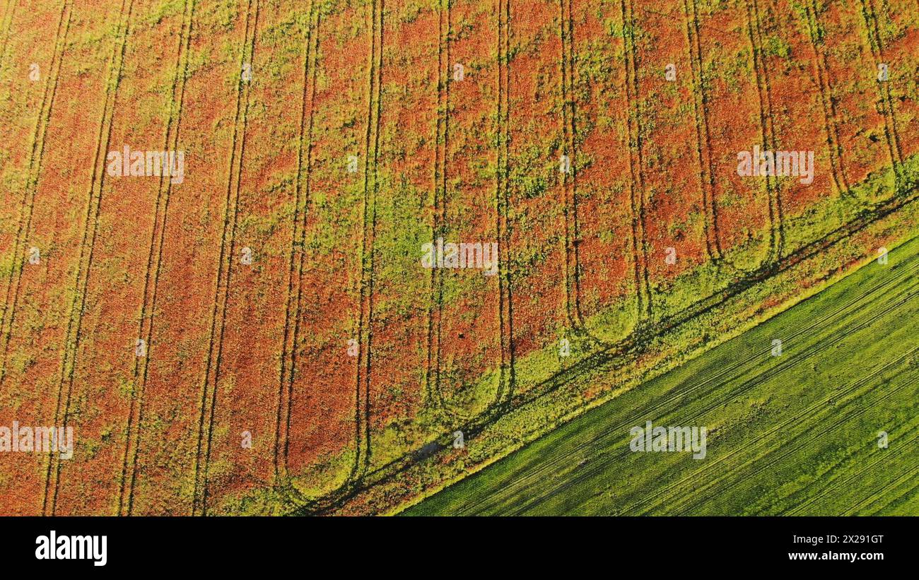 Drone footage flower field hi-res stock photography and images - Alamy