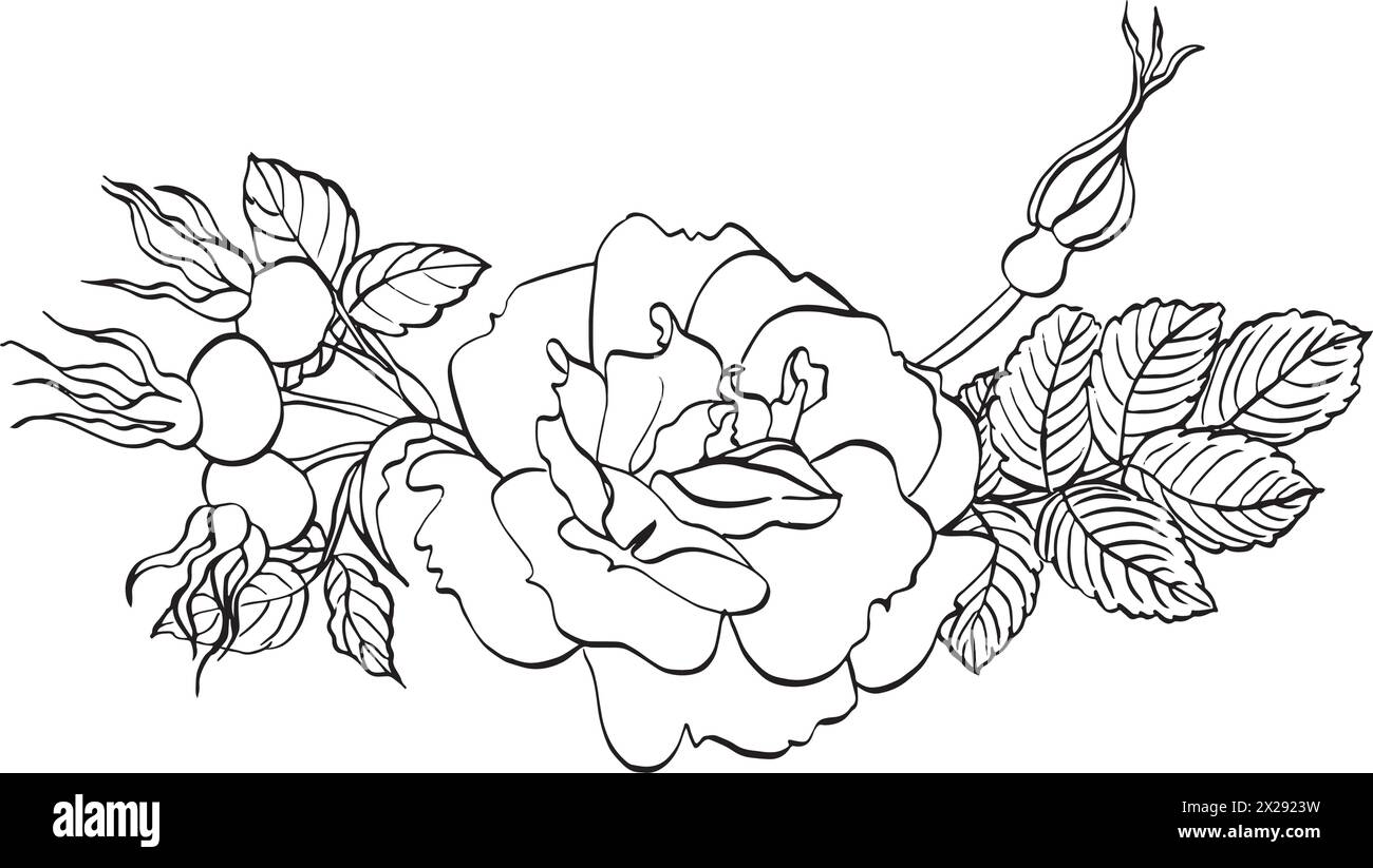 Rosehip flower with berries and leaves. Vector hand drawn floral ...