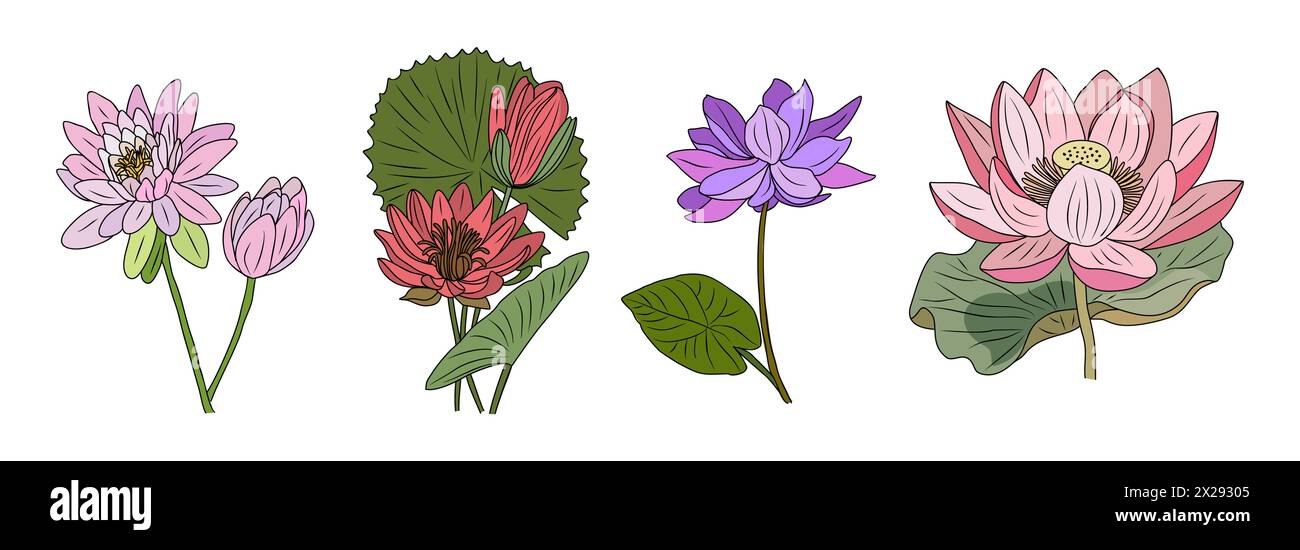 Lotus, Water Lily flower colored vector drawing Stock Vector Image ...