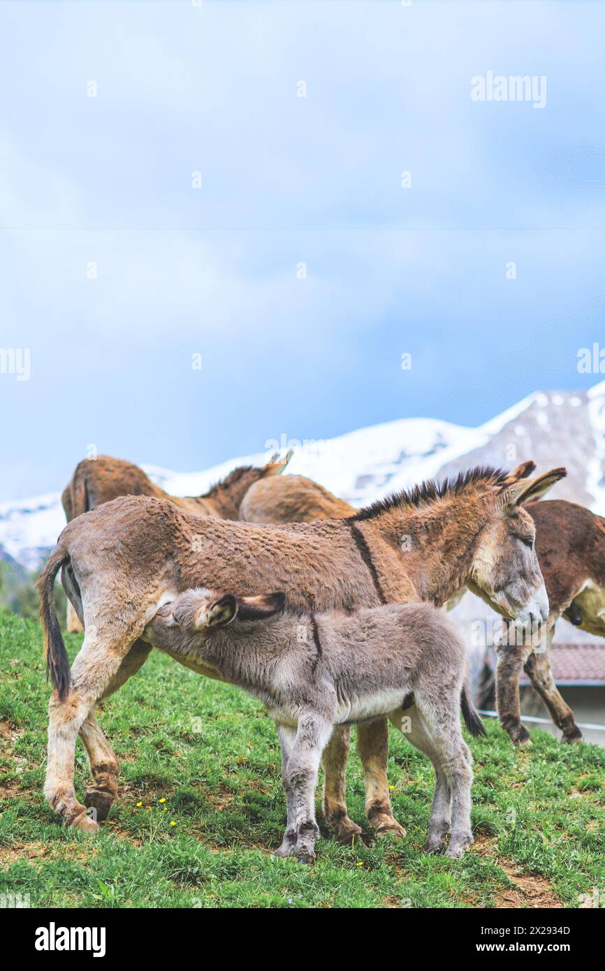 Little italian farmer hi-res stock photography and images - Alamy