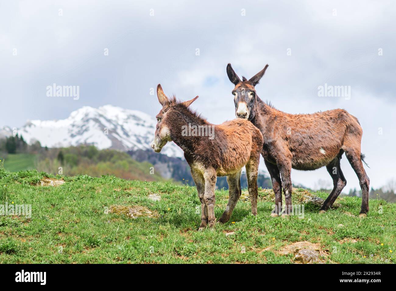 Pair of donkeys in a mountain meadow on the Italian Alps Stock Photo ...