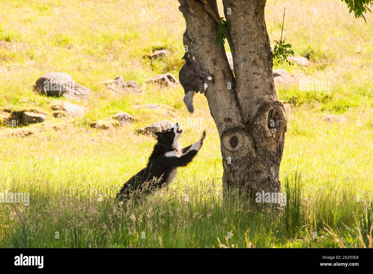Dog chasing a cat up a tree Stock Photo - Alamy