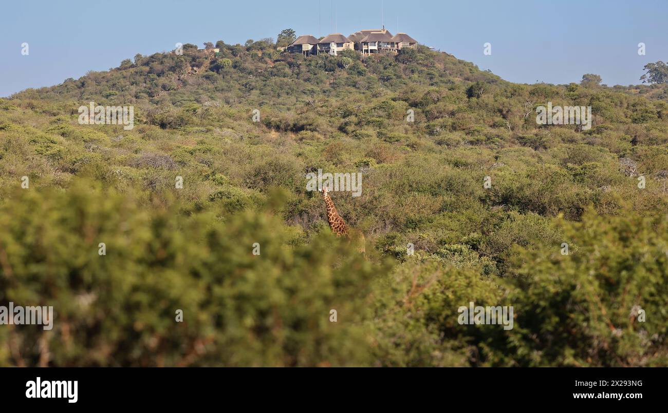 Nambiti Private Game Reserve in KwaZulu-Natal, South Africa. The ...