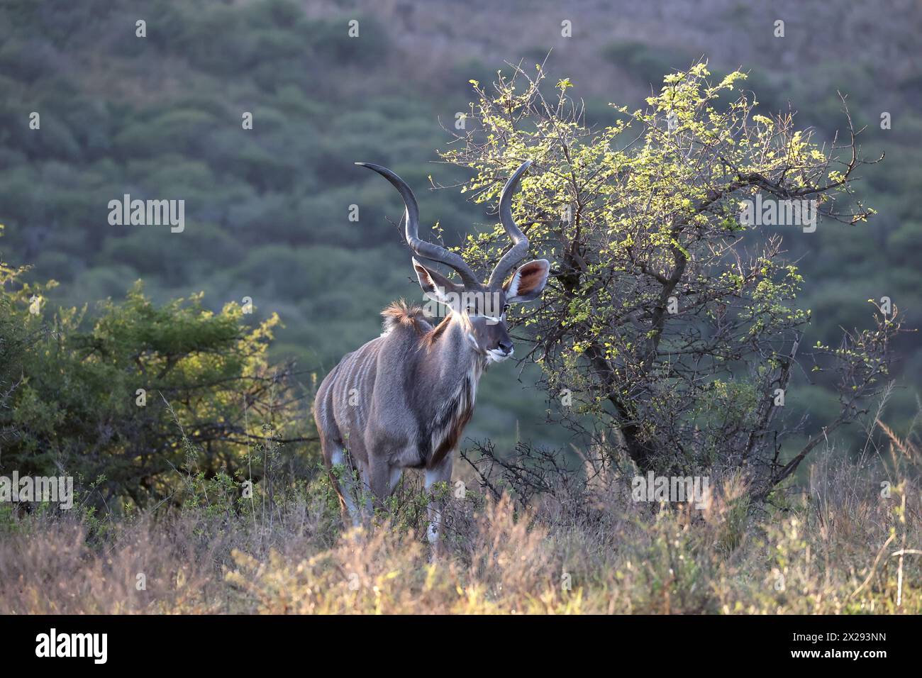 Nambiti Private Game Reserve in KwaZulu-Natal, South Africa. The ...