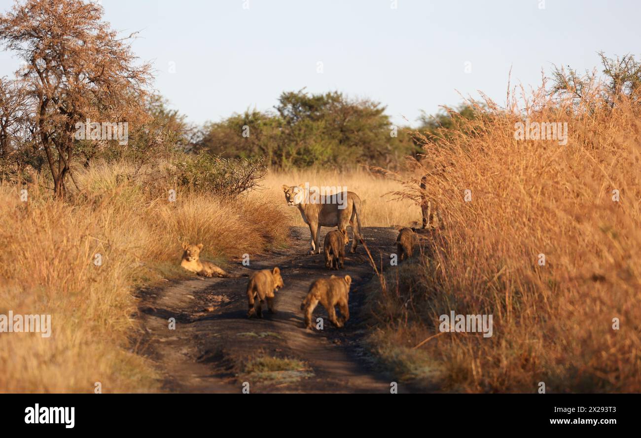Nambiti Private Game Reserve in KwaZulu-Natal, South Africa. The ...