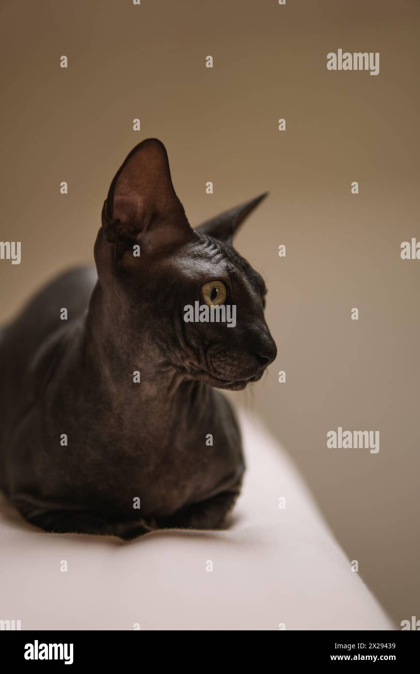 Sphinx cats hi-res stock photography and images - Alamy