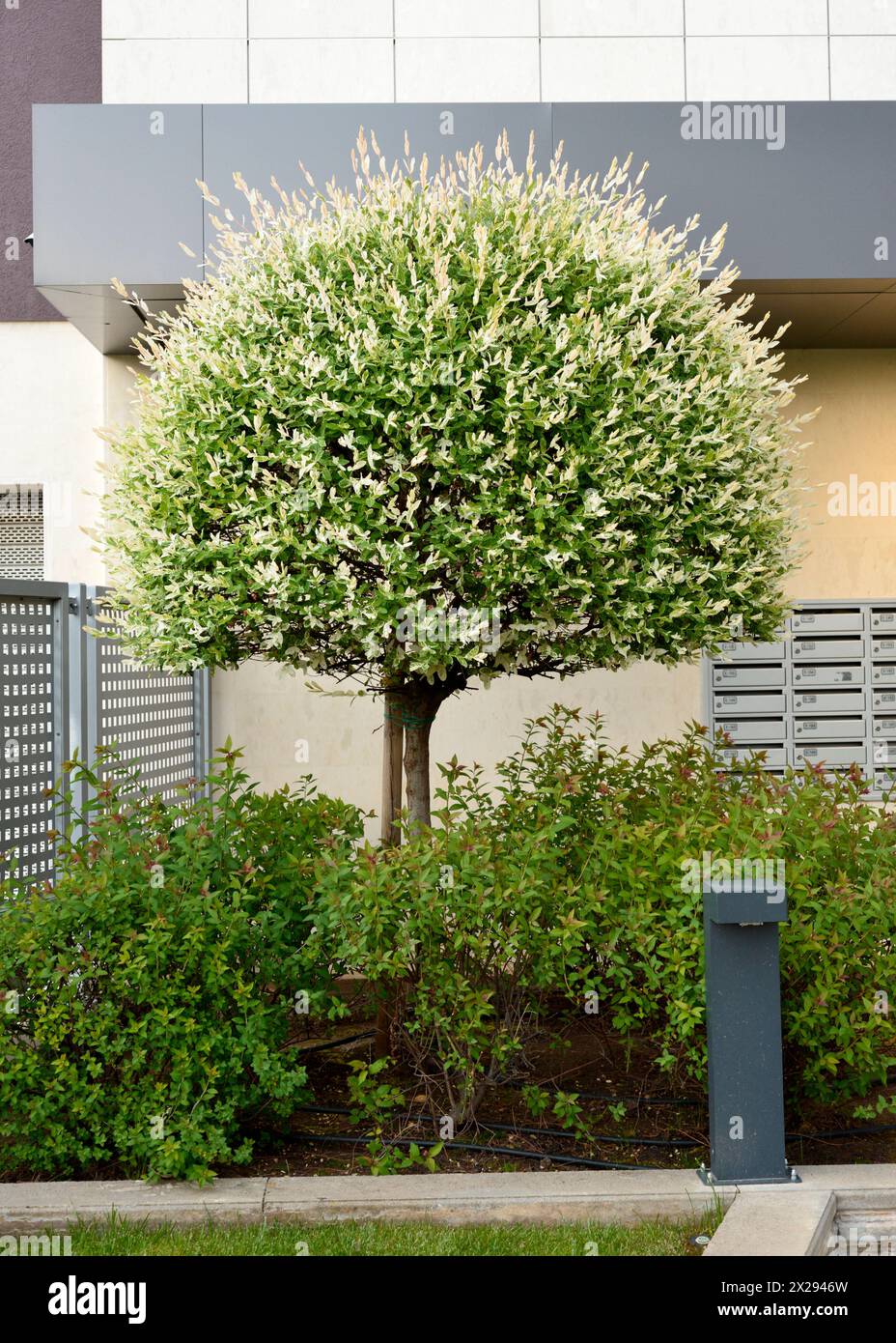 Japanese Willow Salix integra 'Hakuro-Nishiki' or Dappled Willow tree ...