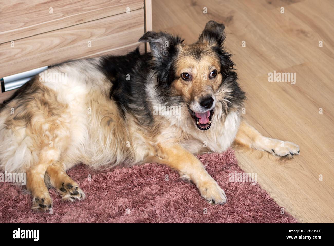 A Herding dog, known for its loyalty and companionship, lies on a ...