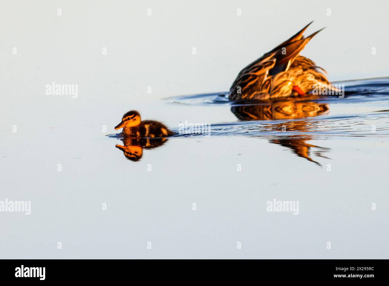 Thursley Common, Elstead. 20th April 2024. A cold but sunny start to ...