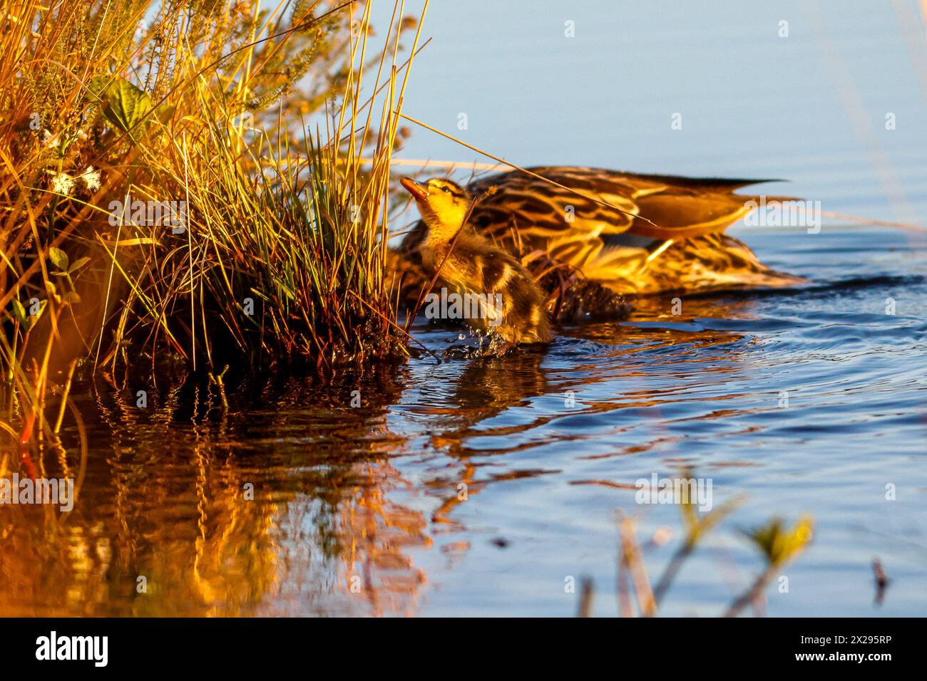 Thursley Common, Elstead. 20th April 2024. A cold but sunny start to ...