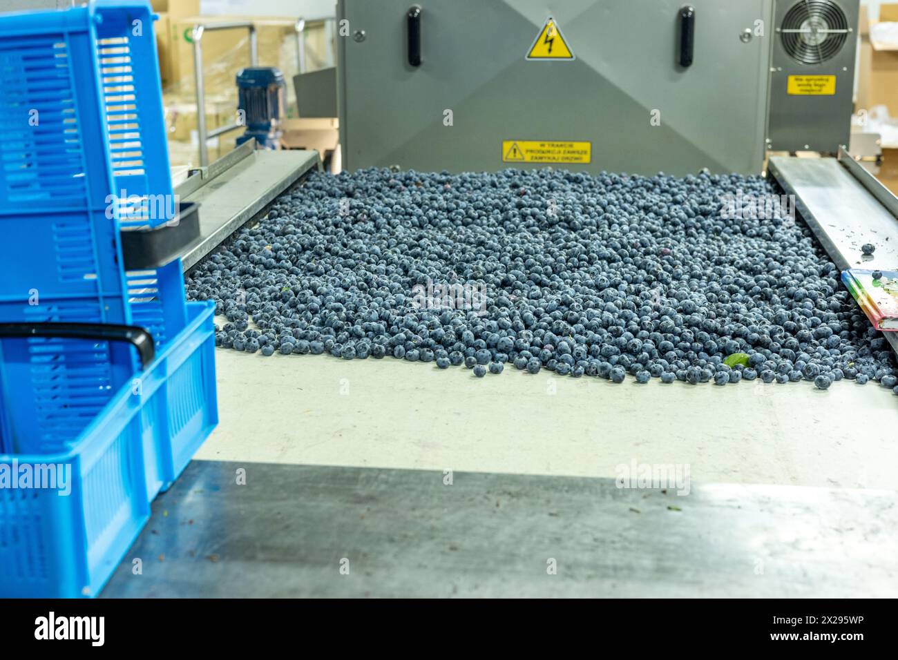 Sorting blueberries on an organic plantation, healthy food, fruit ...