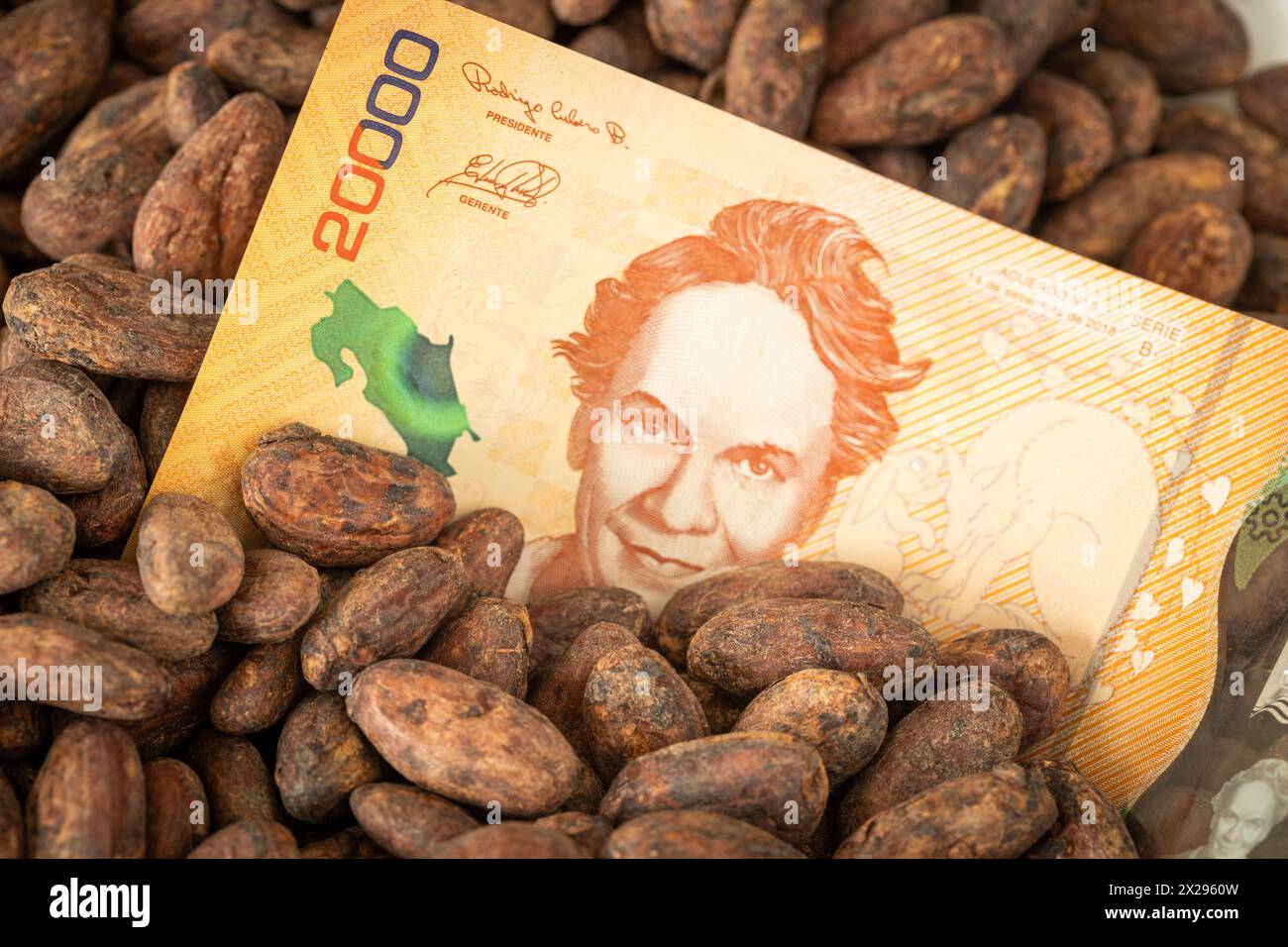 The highest quality cocoa seeds from a plantation in Costa Rica and a ...