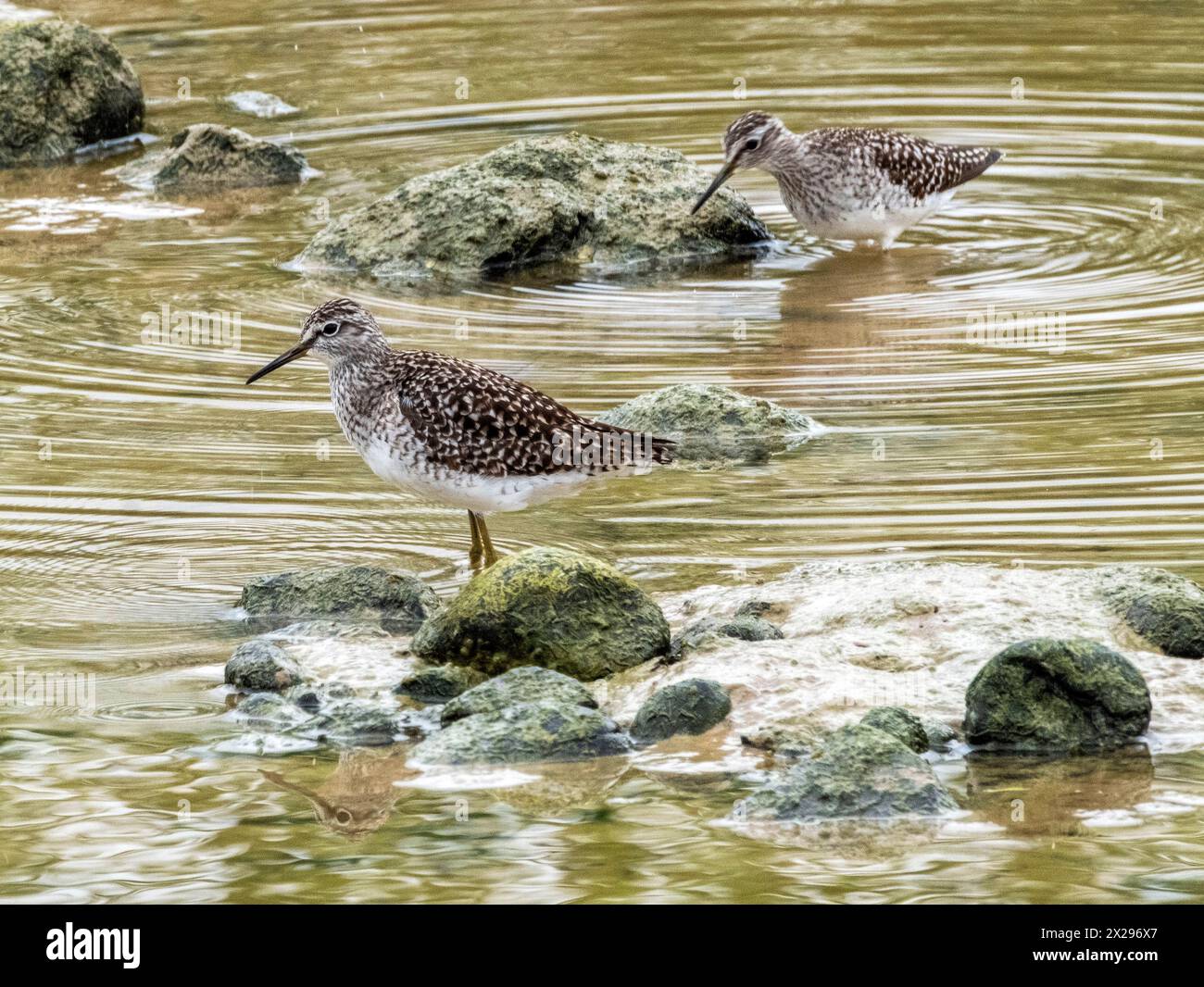 Wood Sandpiper (Tringa glareola), Agia Varvara, Cyprus Stock Photo - Alamy