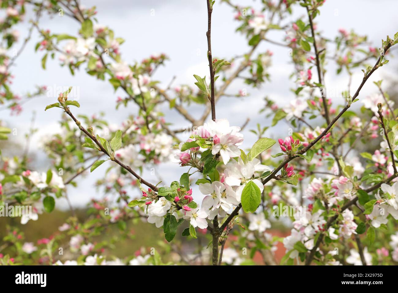 Branches of Blooming Crab Apple Trees with fresh Blooms and Foliage ...