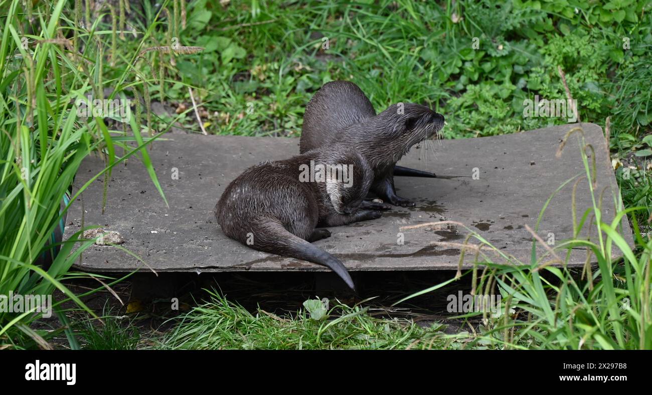 Pair smooth coated otters hi-res stock photography and images - Alamy