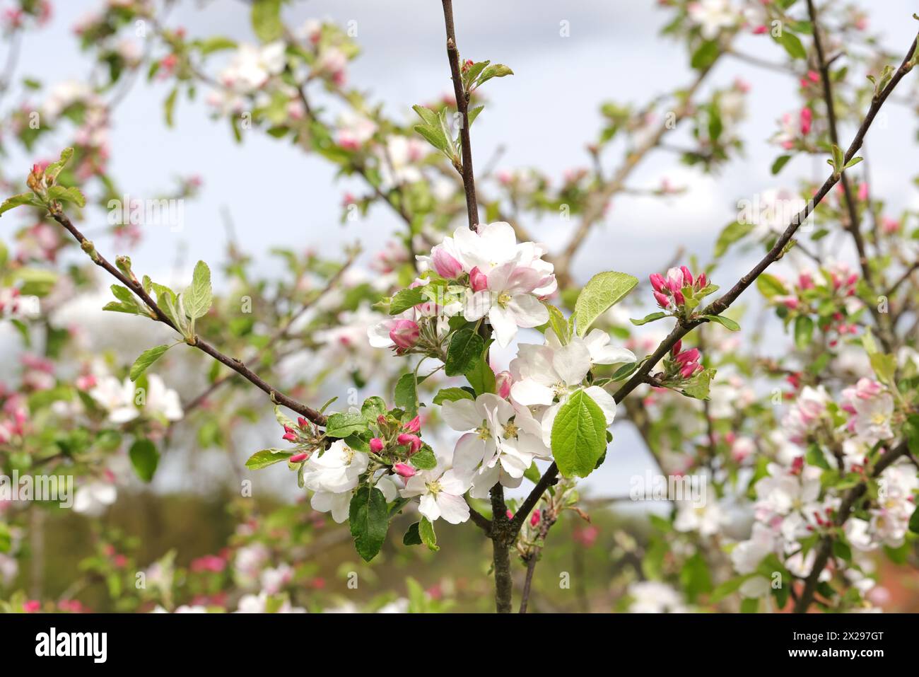 Crab apple inflorescence hi-res stock photography and images - Alamy