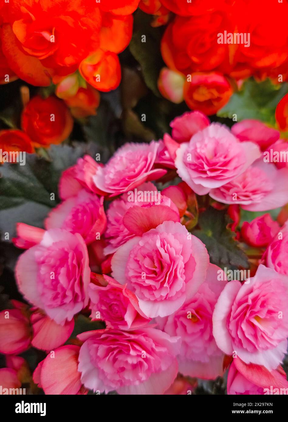 Tuberous begonias with double flowers close-up Stock Photo - Alamy