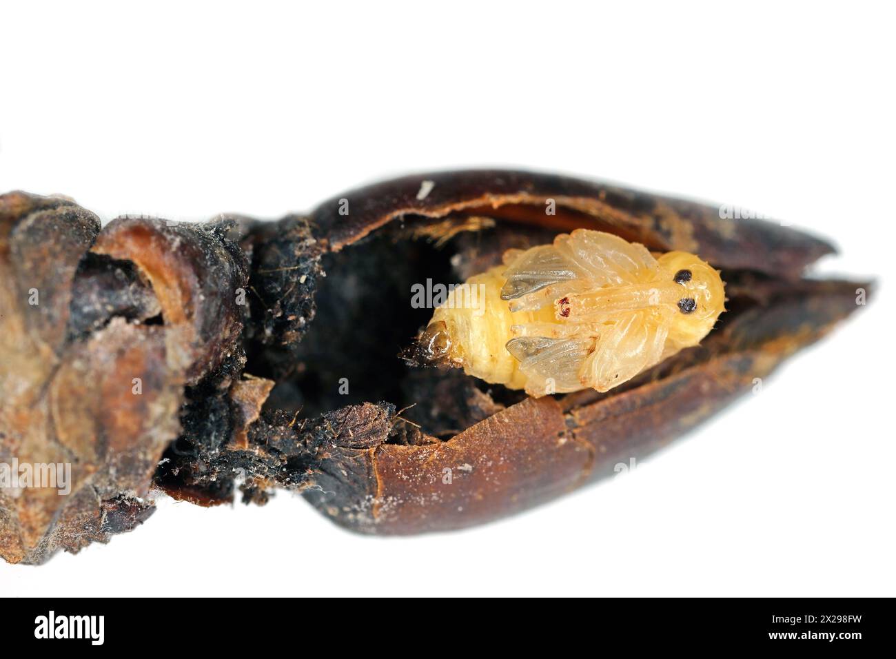 Pear weevil or pear blossom weevil (Anthonomus piri). A pest of pear ...